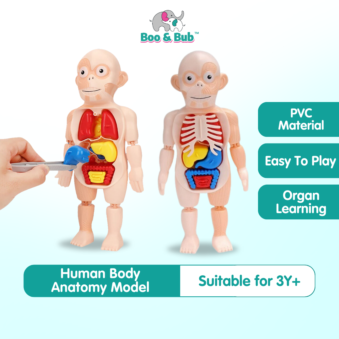 DIY Assembled Human Body Anatomy Model | Montessori Educational Learni ...